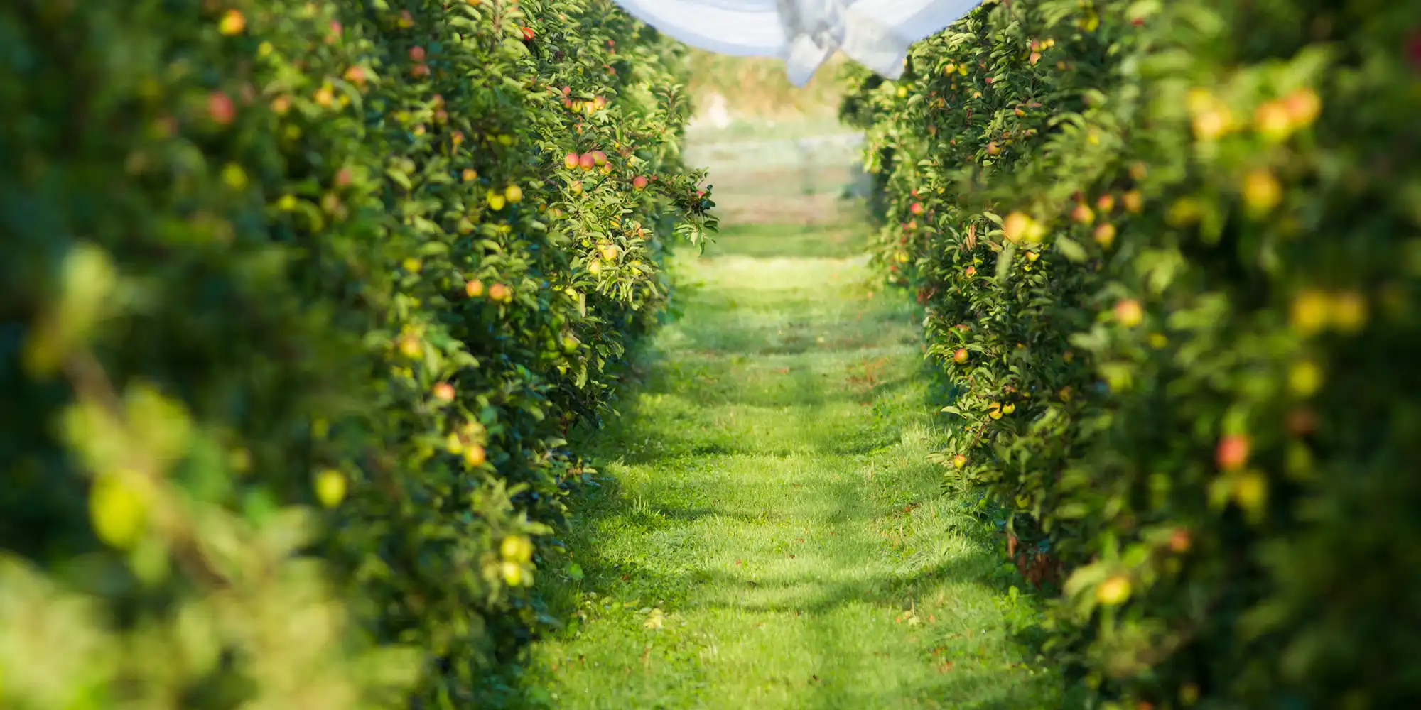 Crop Notes - Yates Hort & Ag